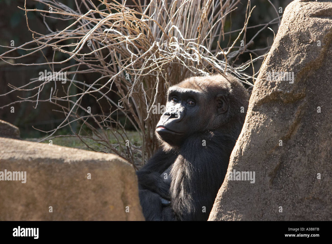 The head of a silverback gorilla in a zoo Stock Photo - Alamy