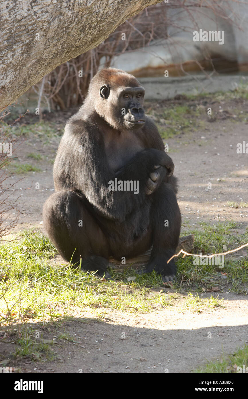 A silverback gorilla in a zoo Stock Photo - Alamy