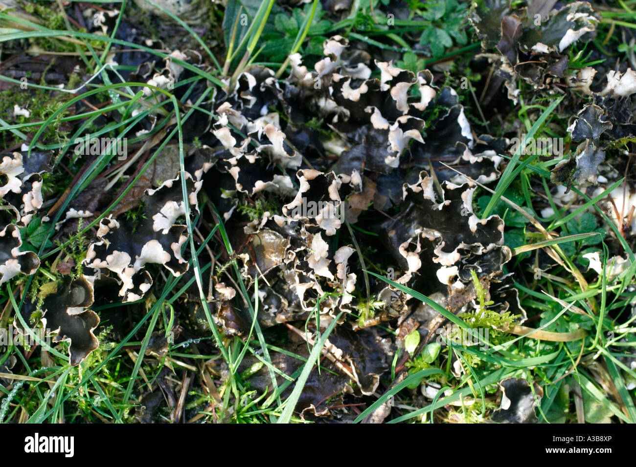 Dog lichens growing on lawn cu Stock Photo - Alamy
