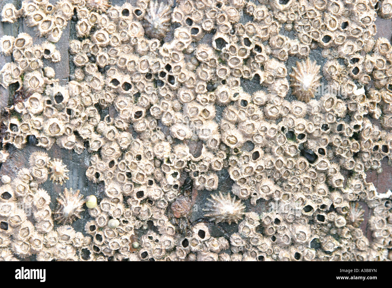 Patella spp hi-res stock photography and images - Alamy