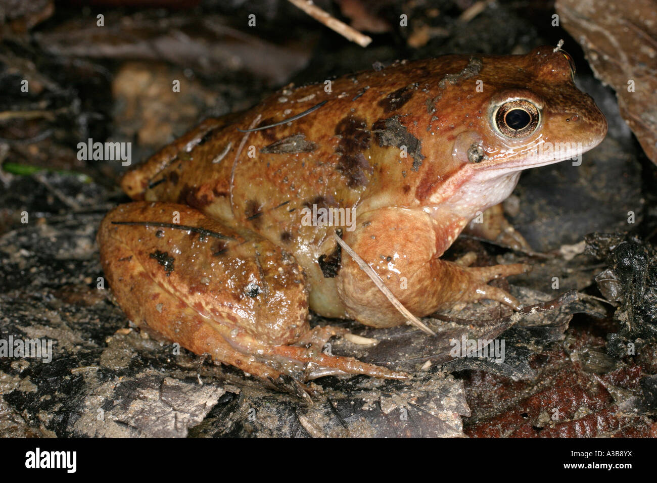 Rana temporia hi-res stock photography and images - Alamy