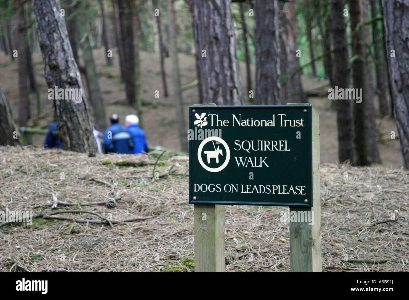 Formby dunes the squirrel walk goes through the trees Stock Photo - Alamy