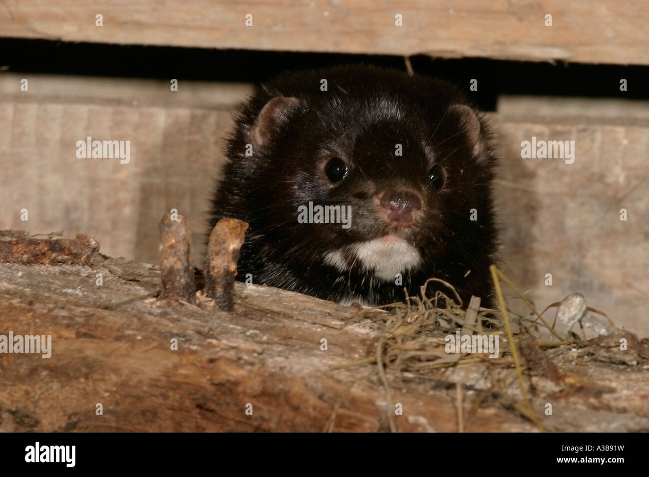 Mink Mustela vison looking over beam in barn fv cu Stock Photo - Alamy