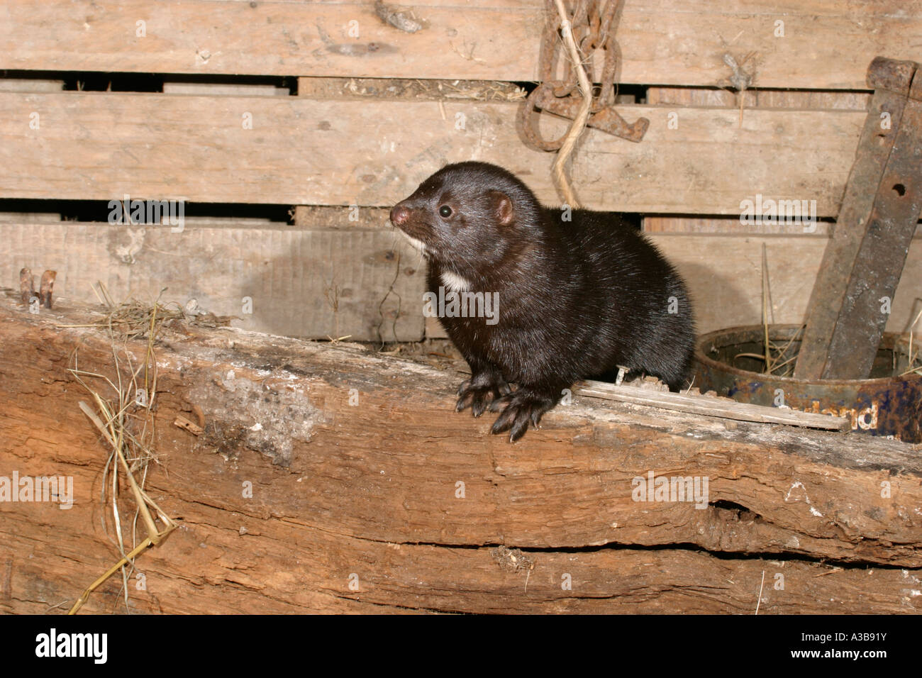 Climbing mink hi-res stock photography and images - Alamy