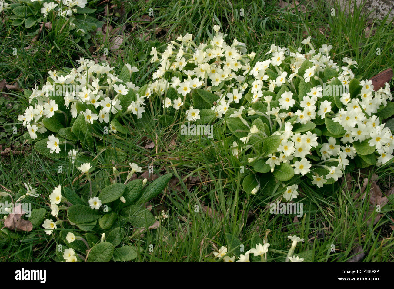 Primrose Primula vulgaris close up of plants in flower Stock Photo - Alamy