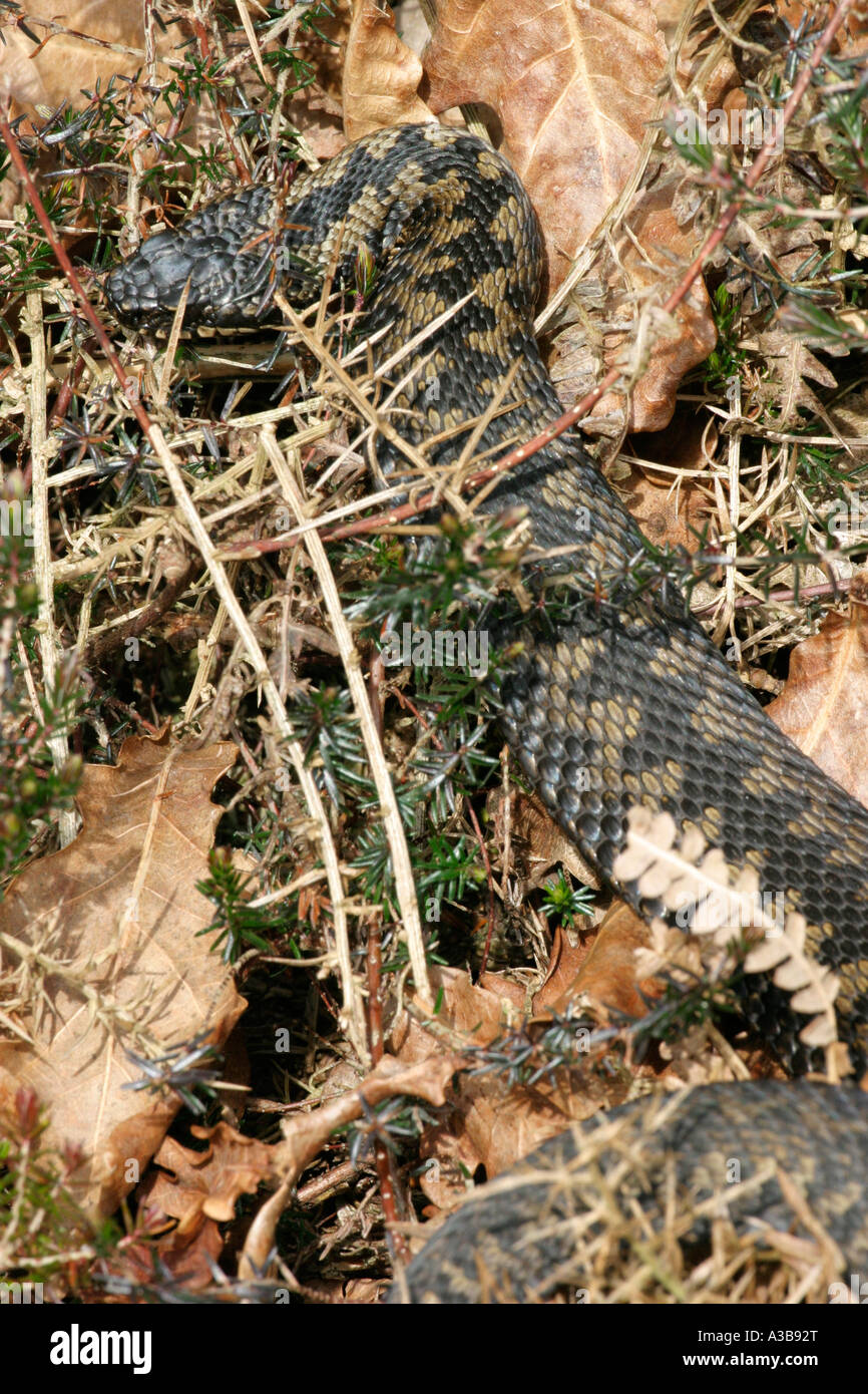 Adder Vipera berus in undergrowth cu Stock Photo - Alamy