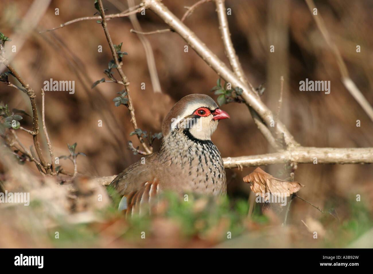 Red legged partridge Alectoris rufa in hedgerow sv Stock Photo - Alamy
