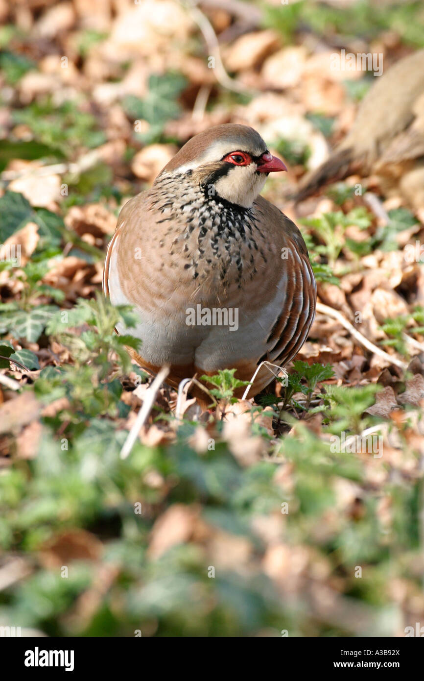 Red legged partridge Alectoris rufa in hedgerow fv Stock Photo - Alamy
