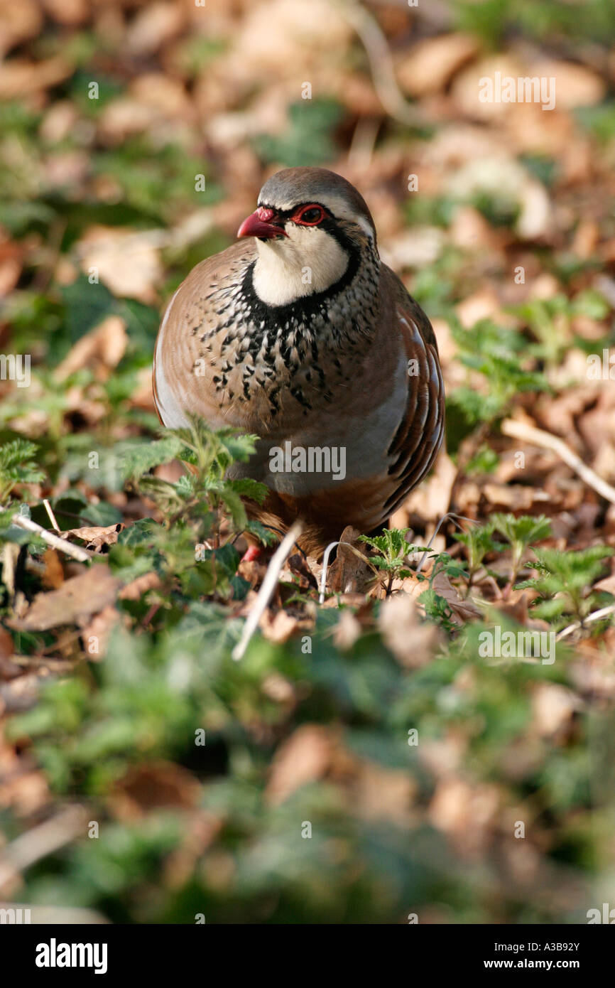 Red legged partridge Alectoris rufa in hedgerow fv Stock Photo - Alamy