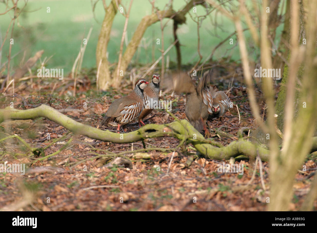 Group fighting hi-res stock photography and images - Alamy