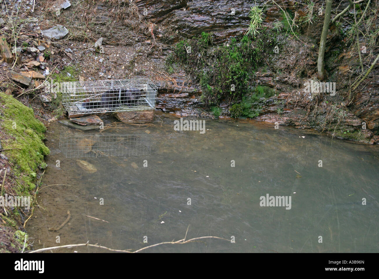 Mink trap hi-res stock photography and images - Alamy