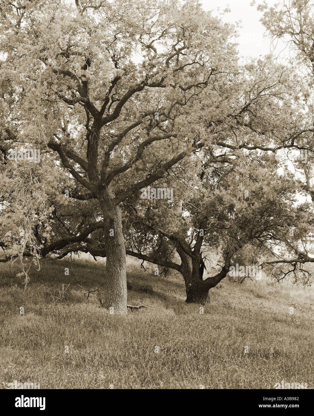Time lapse in oak forest hi-res stock photography and images - Alamy