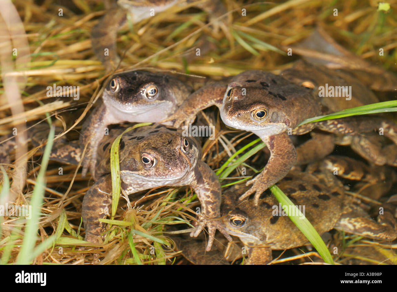 Common frog Rana temporia group spawning Stock Photo - Alamy