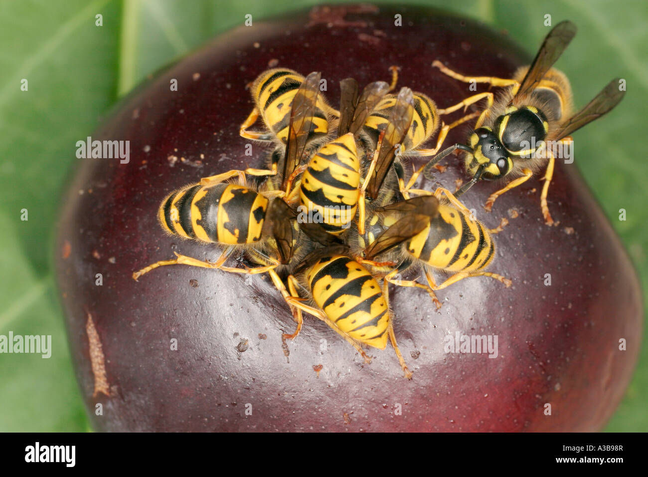 Common wasp vespa vulgaris hi-res stock photography and images - Alamy