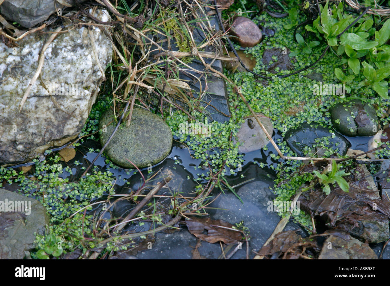 Duckweed lemna sp moves along streams to colonise ponds Stock Photo - Alamy