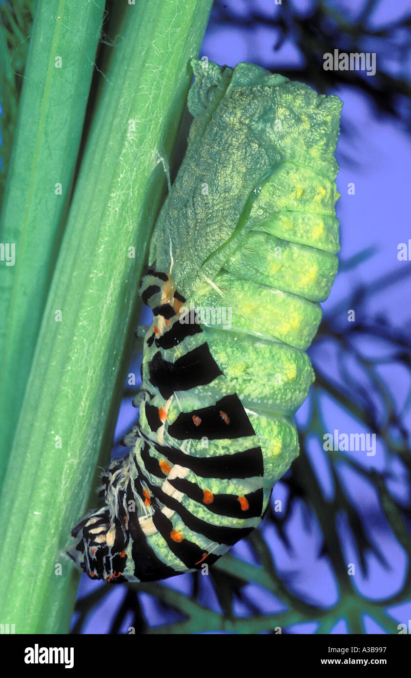 Caterpillar of Swallowtail butterfly changing from caterpillar into ...