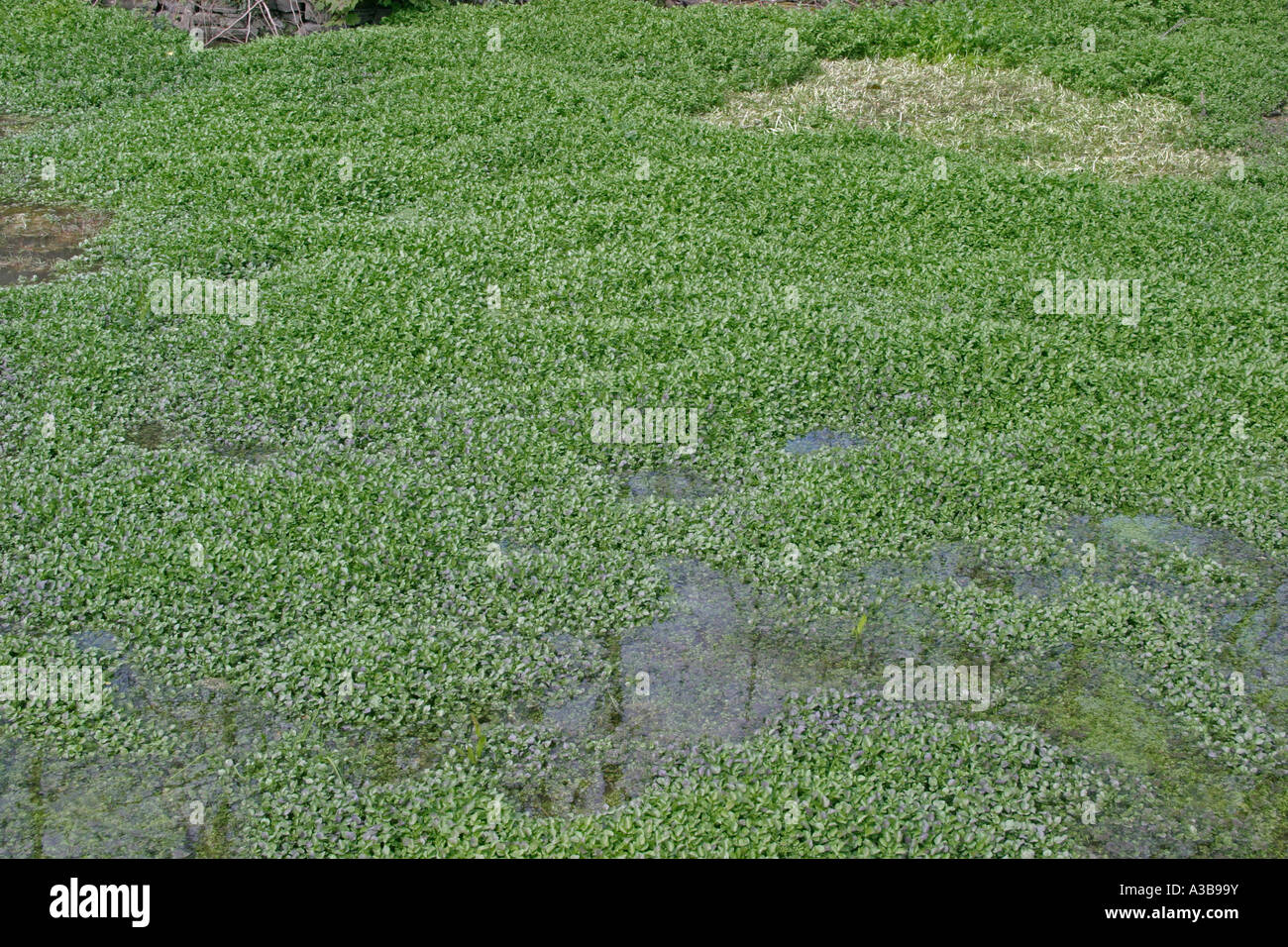 Watercress Nasturtium officinale covers pond surface Stock Photo - Alamy