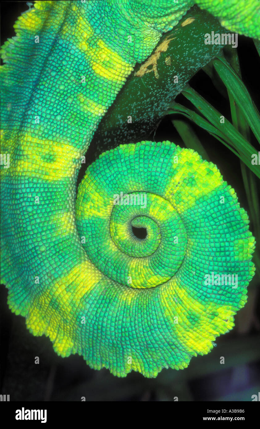 The coiled tail of a Chameleon Calumma parsonii Stock Photo - Alamy