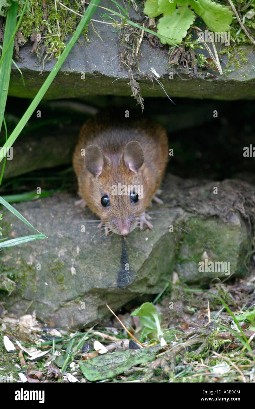 Woodmouse Apodemus sylvaticus coming out of hole in wall fv Stock Photo ...
