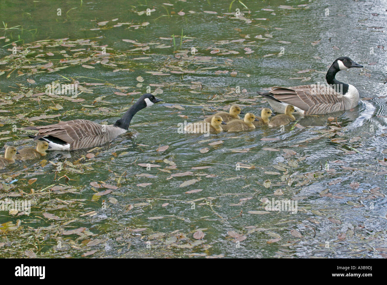 Canada goose Branta canadensis pair swimming with goslings Stock Photo ...
