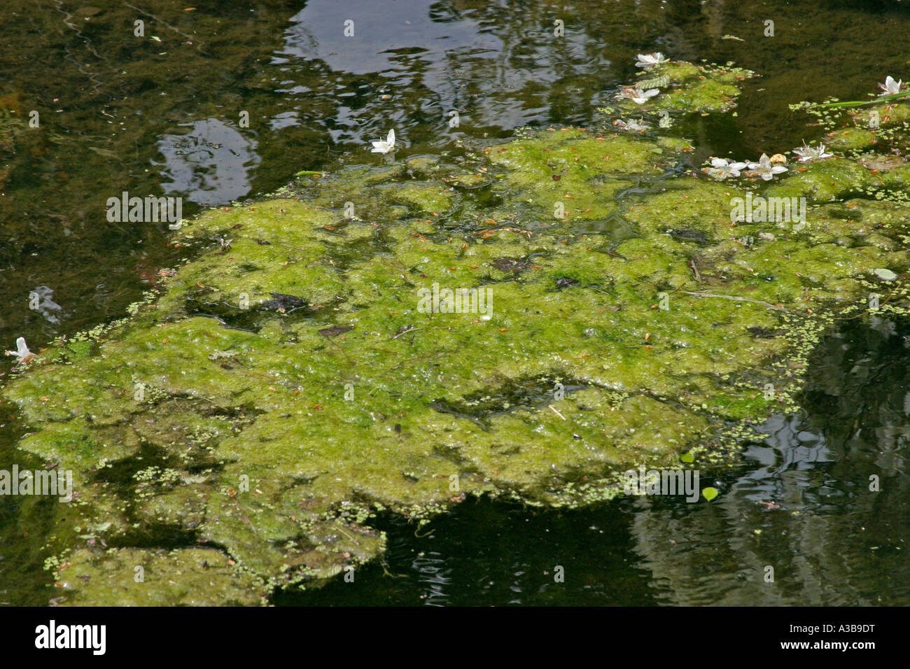 Blanketweed forms a thick scum on the water surface in summer Stock ...
