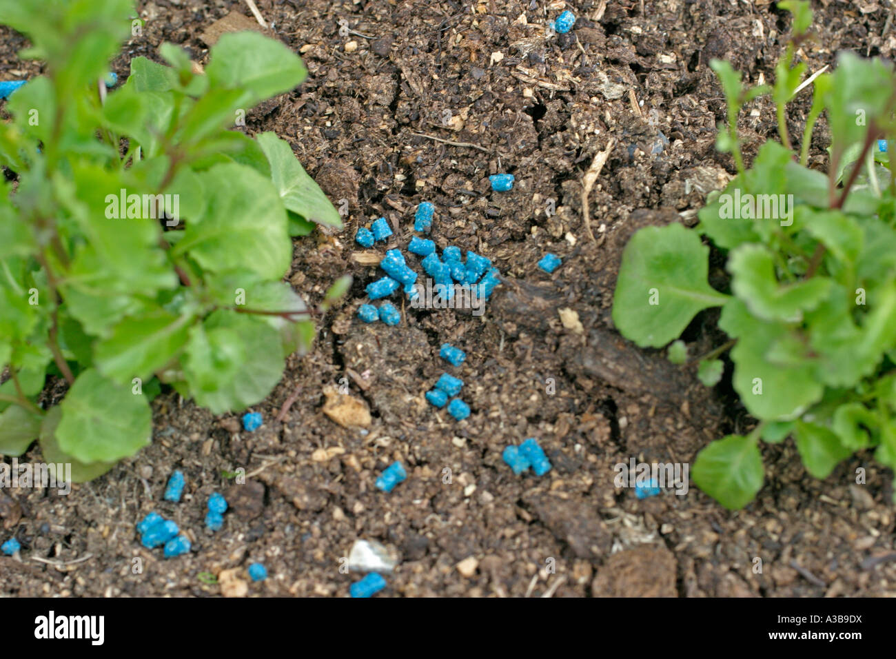 Slug pellets close up on soil Stock Photo - Alamy