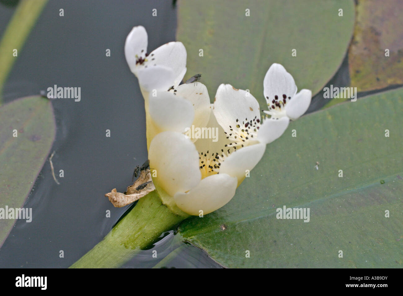 water hawthorn close up of flower Stock Photo - Alamy