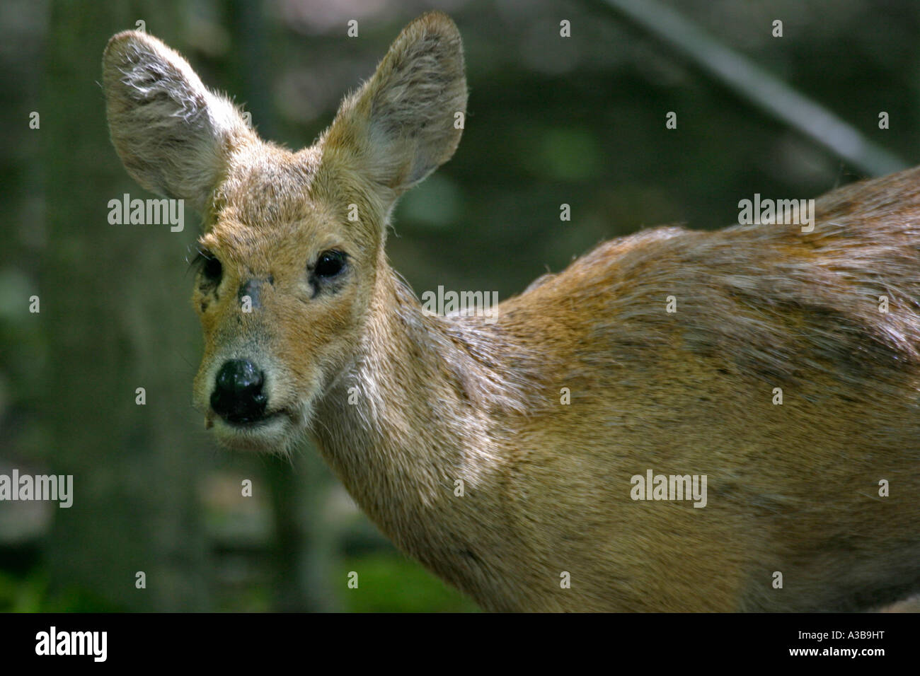 Chinese water deer Hydropotes inermis buck sv cu Stock Photo - Alamy