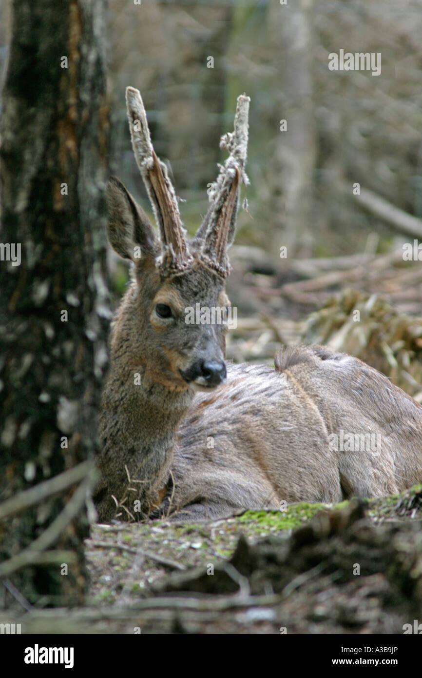 Roe deer Capreolus capreolus buck at rest in woodland fv Stock Photo ...