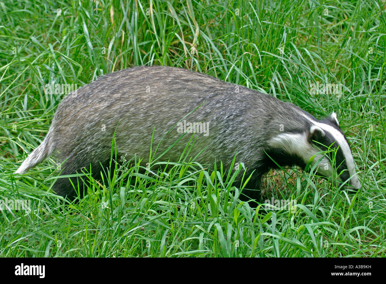 Badger Meles meles moving through grass sv Stock Photo - Alamy