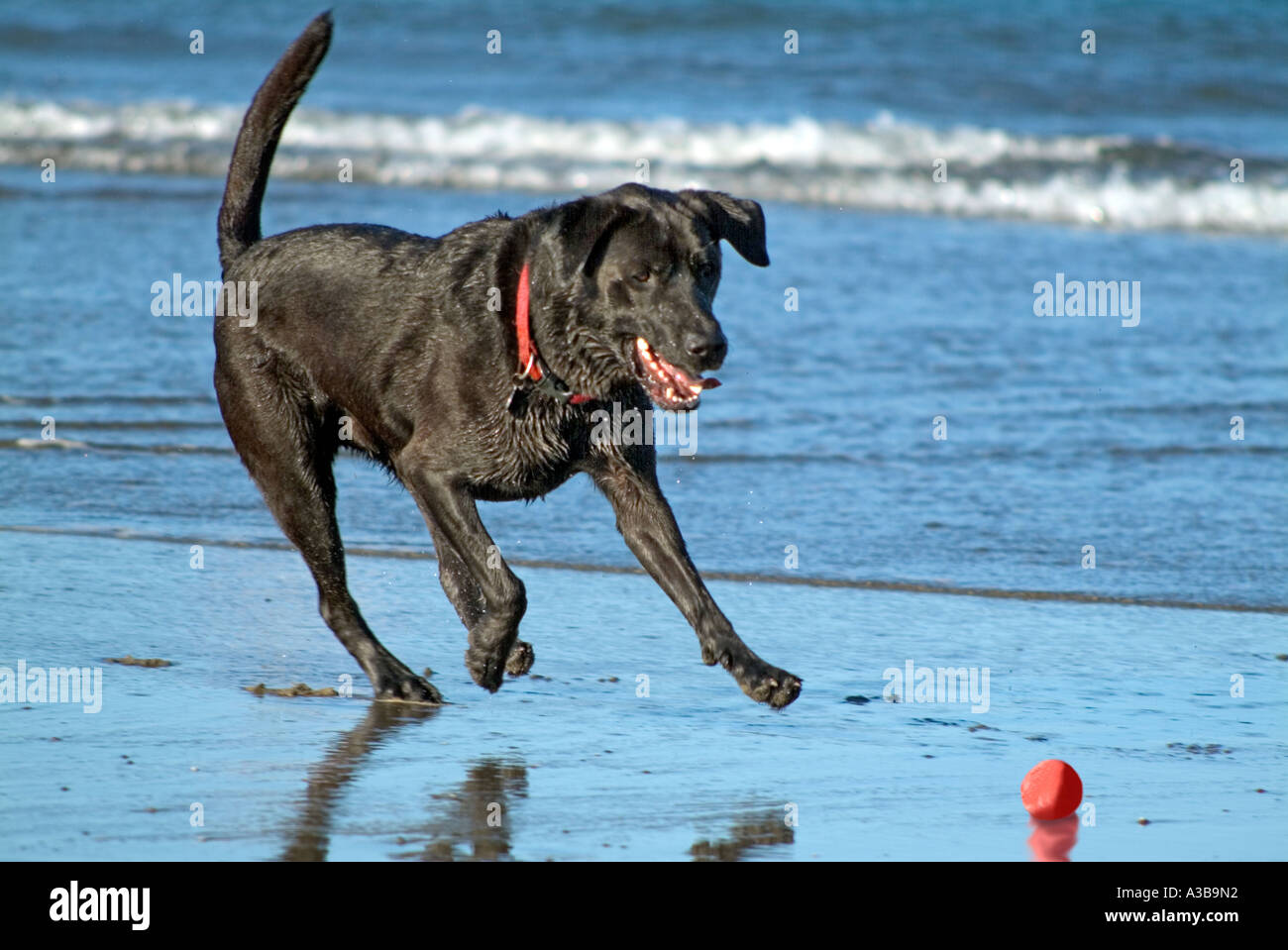 Black Labrador Retriever wearing a red collar fetching a ball on the ...