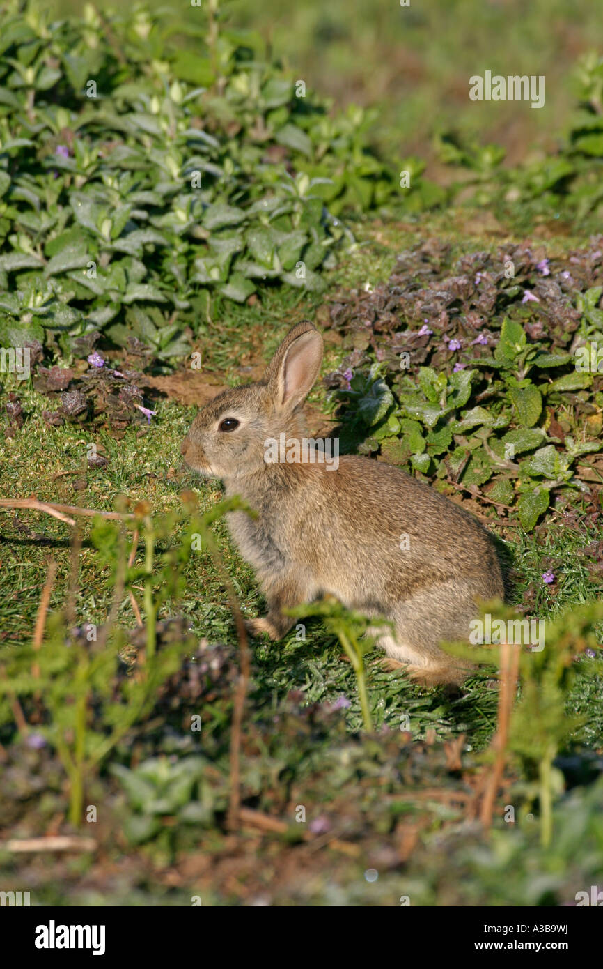 Rabbit Oryctolagus cuniculus juvenile sv Stock Photo - Alamy
