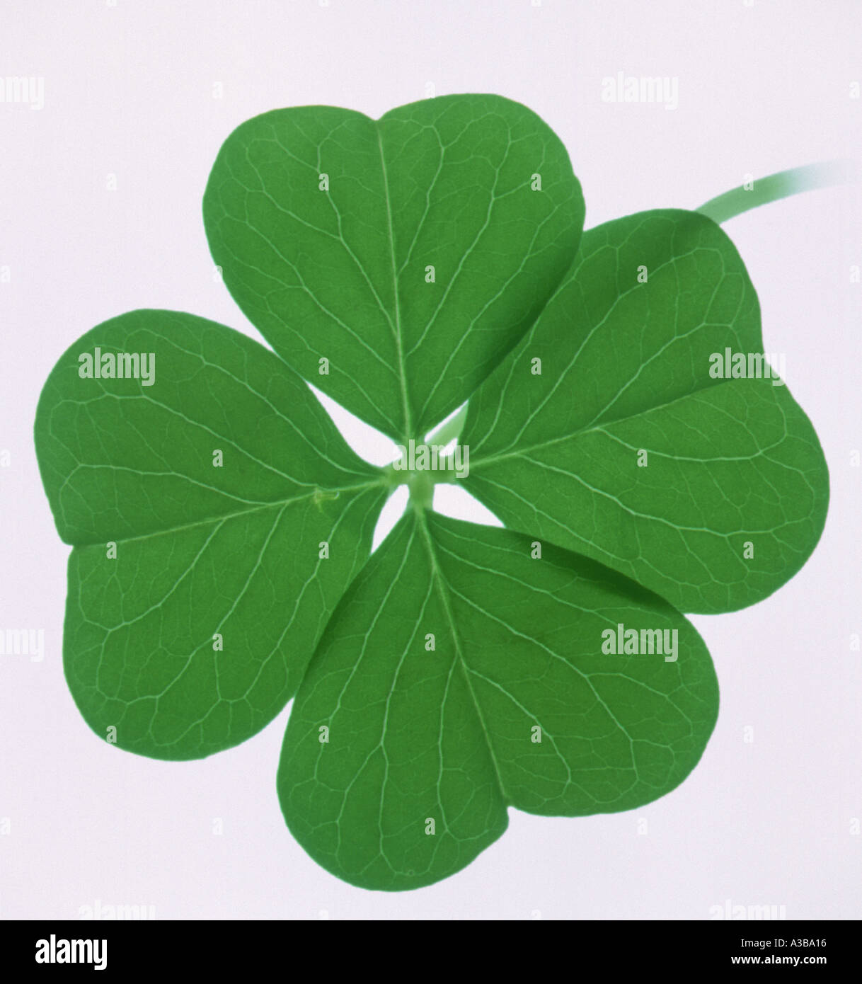 Leaf green four clover Cut Out Stock Images & Pictures - Alamy