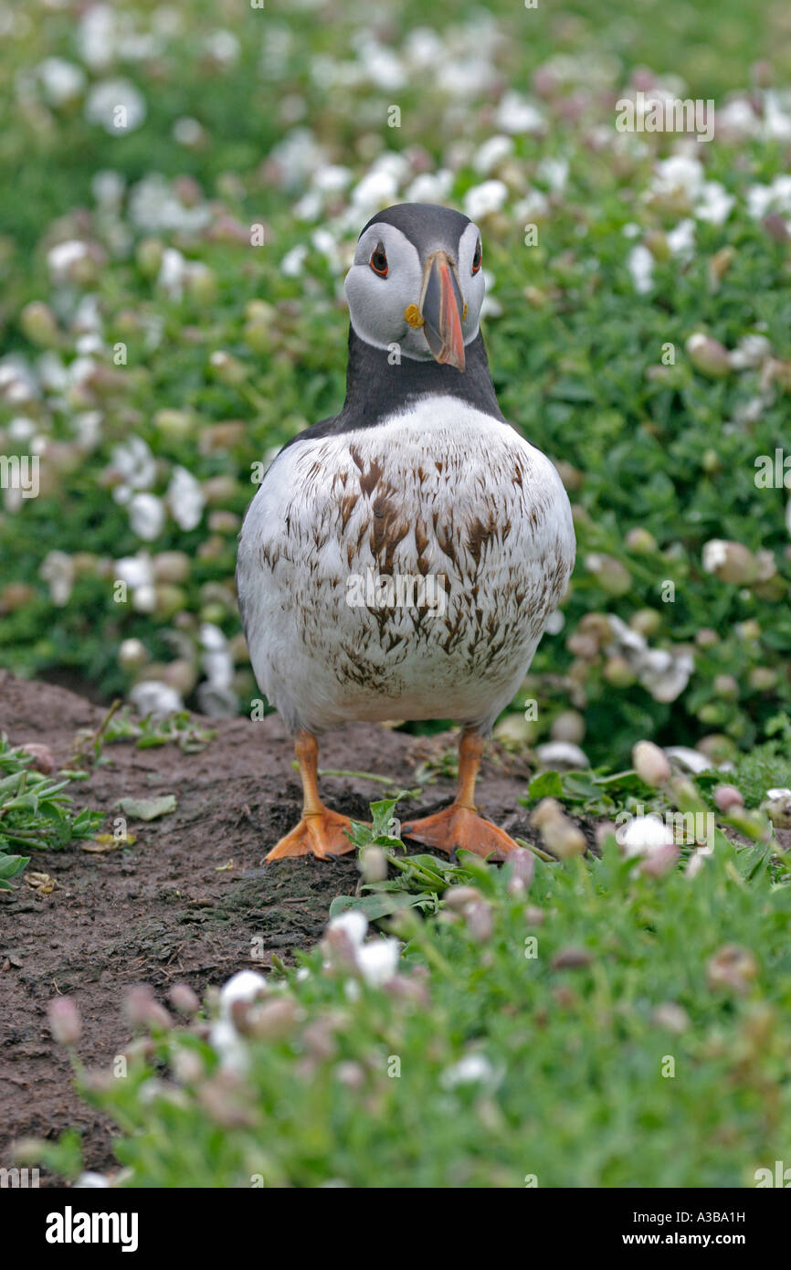 Puffin Fratercula artica with muddy chest after heavy rain Stock Photo ...