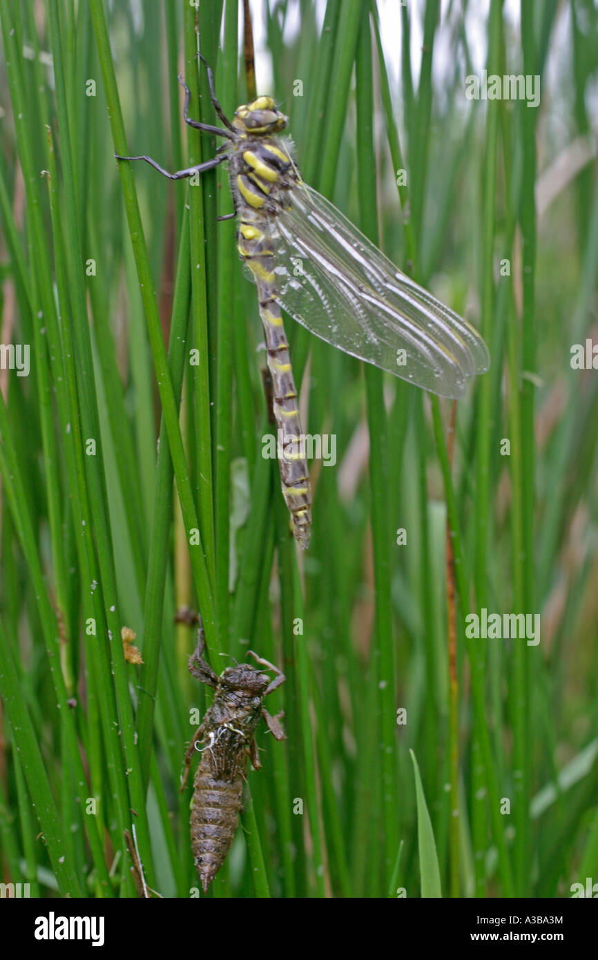 Golden ringed dragonfly Cordulegaster boltonii hatching from nymph ...