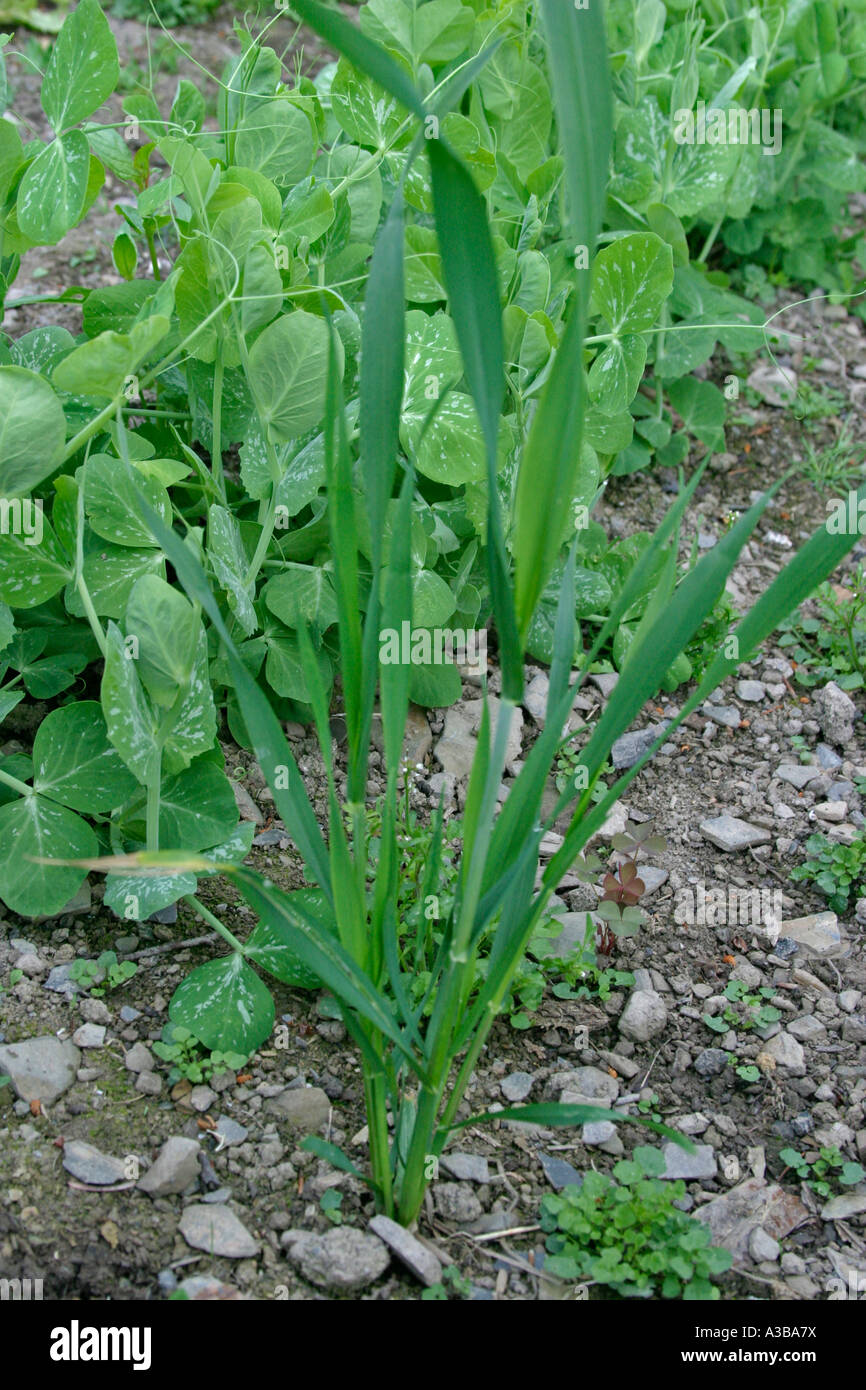 wheat growing as weed in garden Stock Photo - Alamy