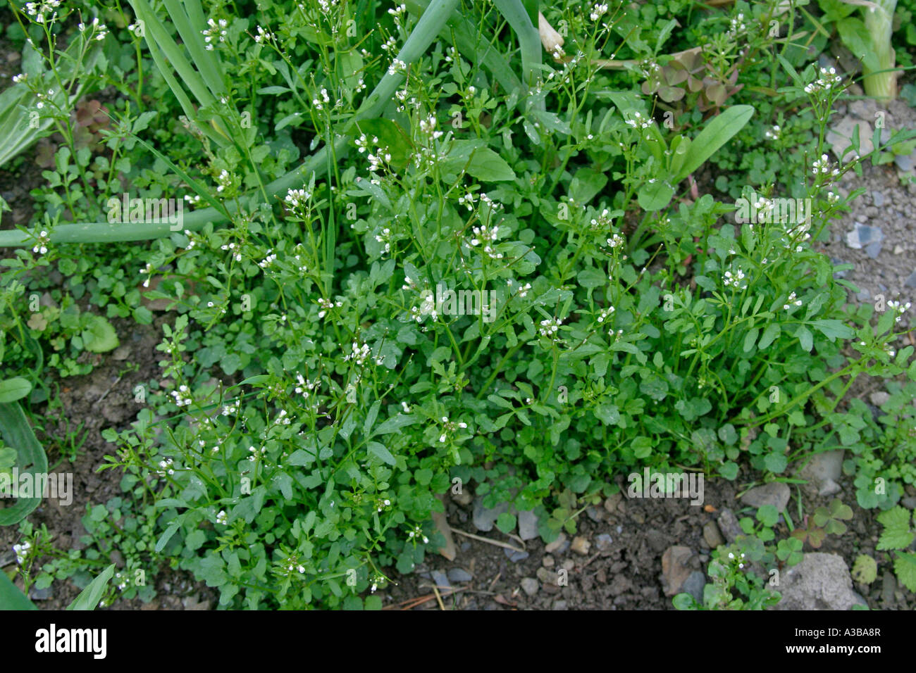 hairy bittercress growing as weed in garden Stock Photo - Alamy