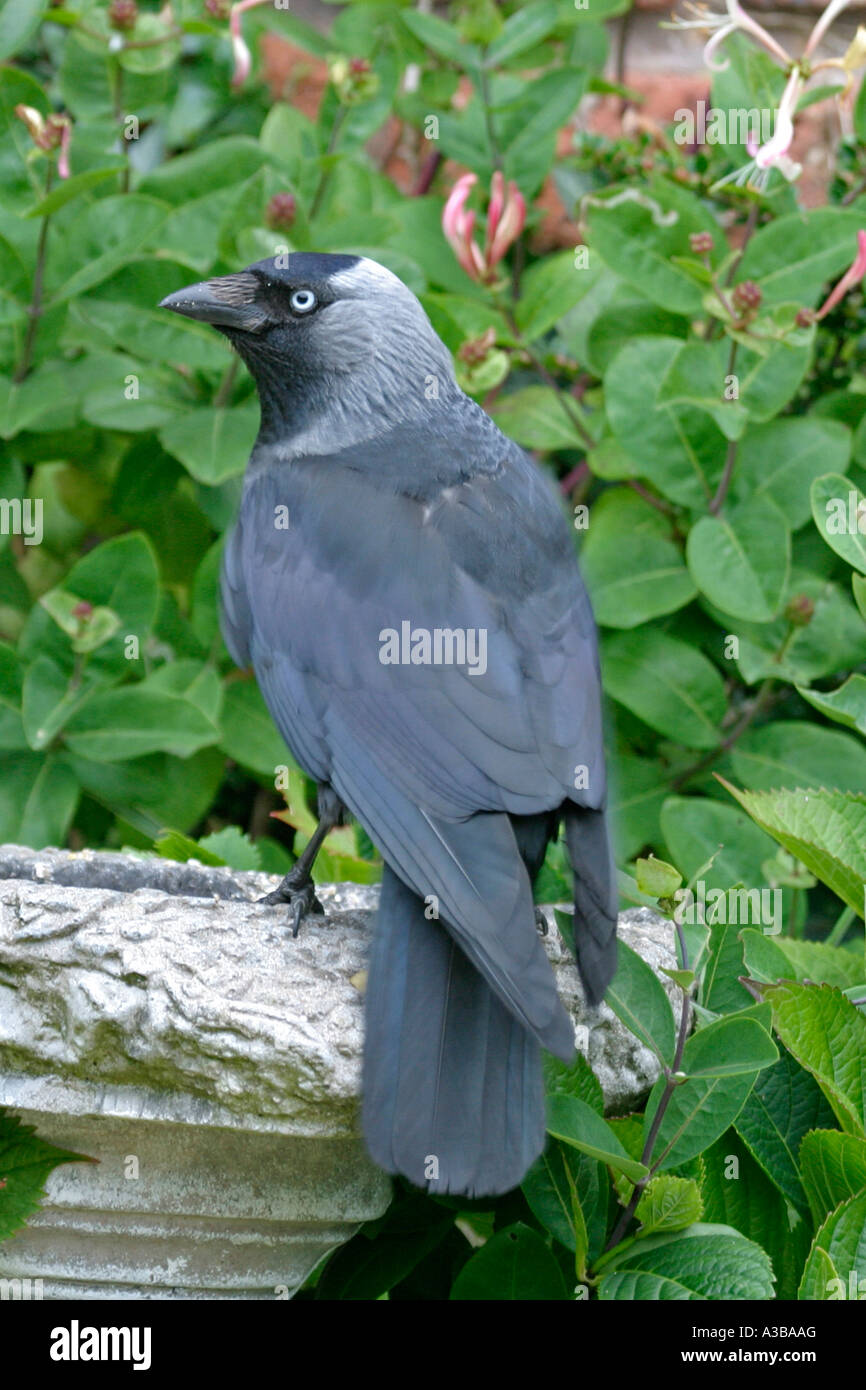 jackdaw Corvus monedula on bird bath bv Stock Photo - Alamy