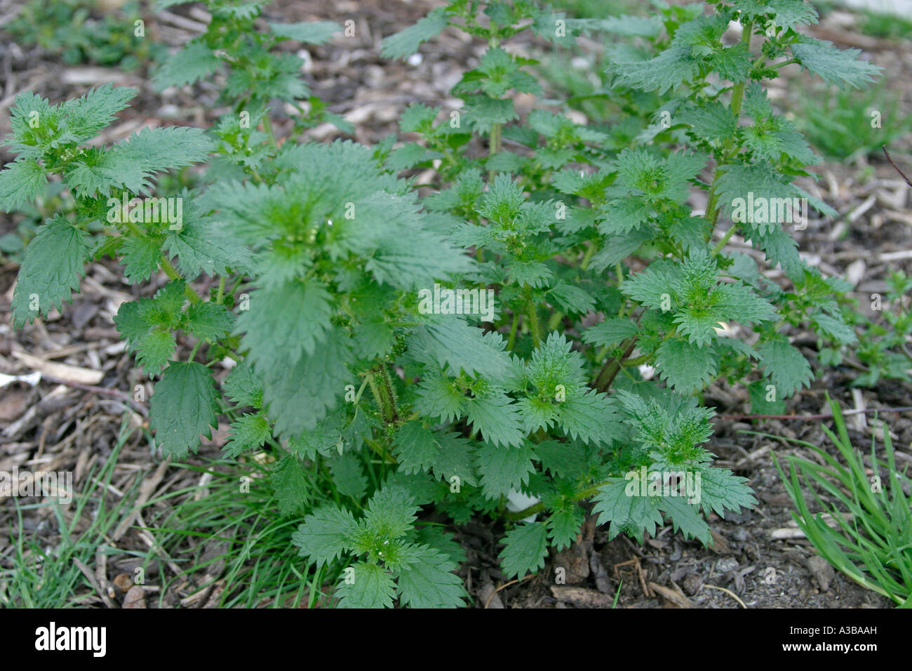 Nettles growing through wood chip mulch Stock Photo - Alamy