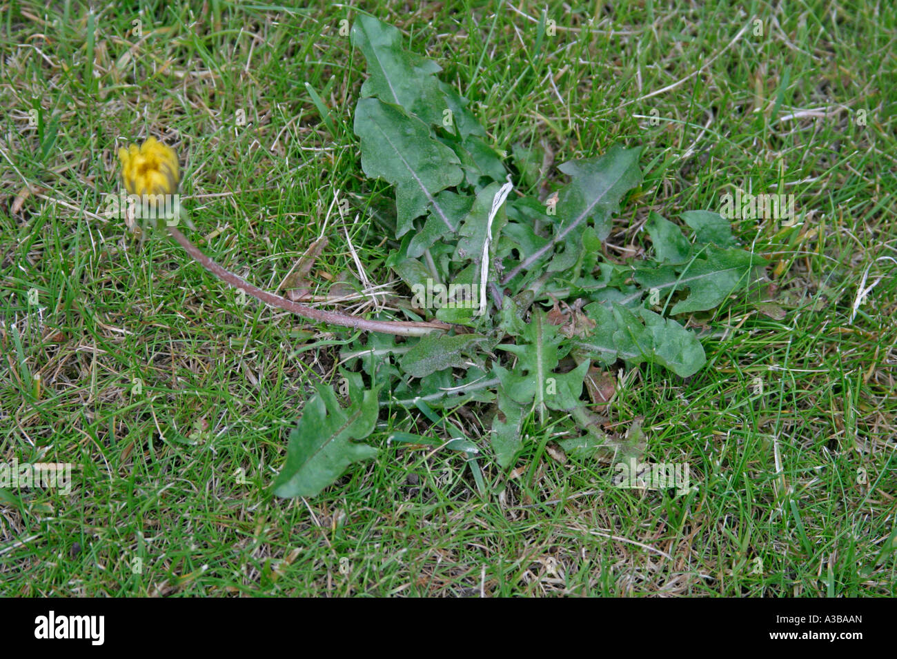 Dandelion growing in lawn Stock Photo - Alamy
