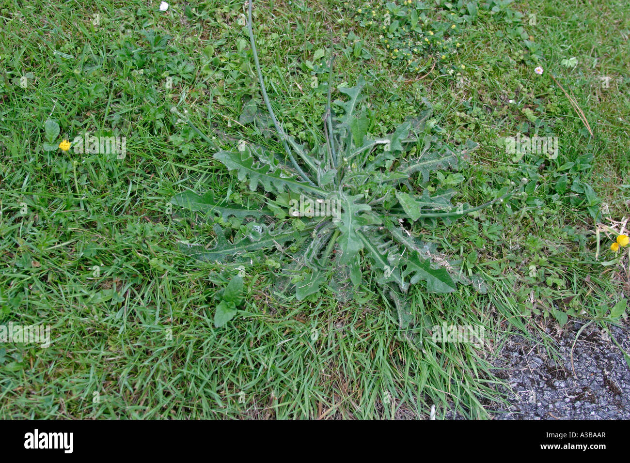 Hawkweed growing in lawn Stock Photo - Alamy