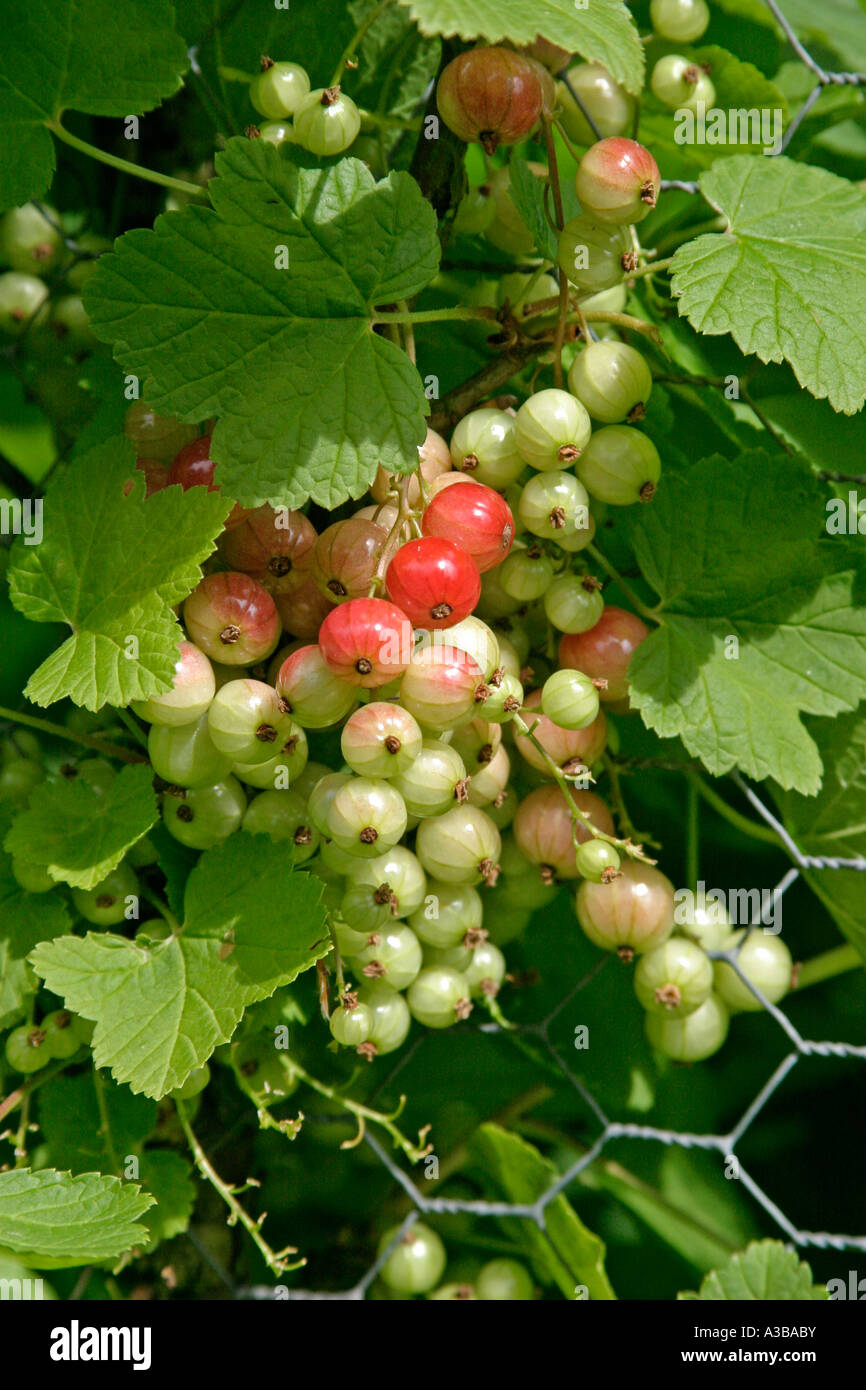 Red currents ripening fruit Stock Photo - Alamy