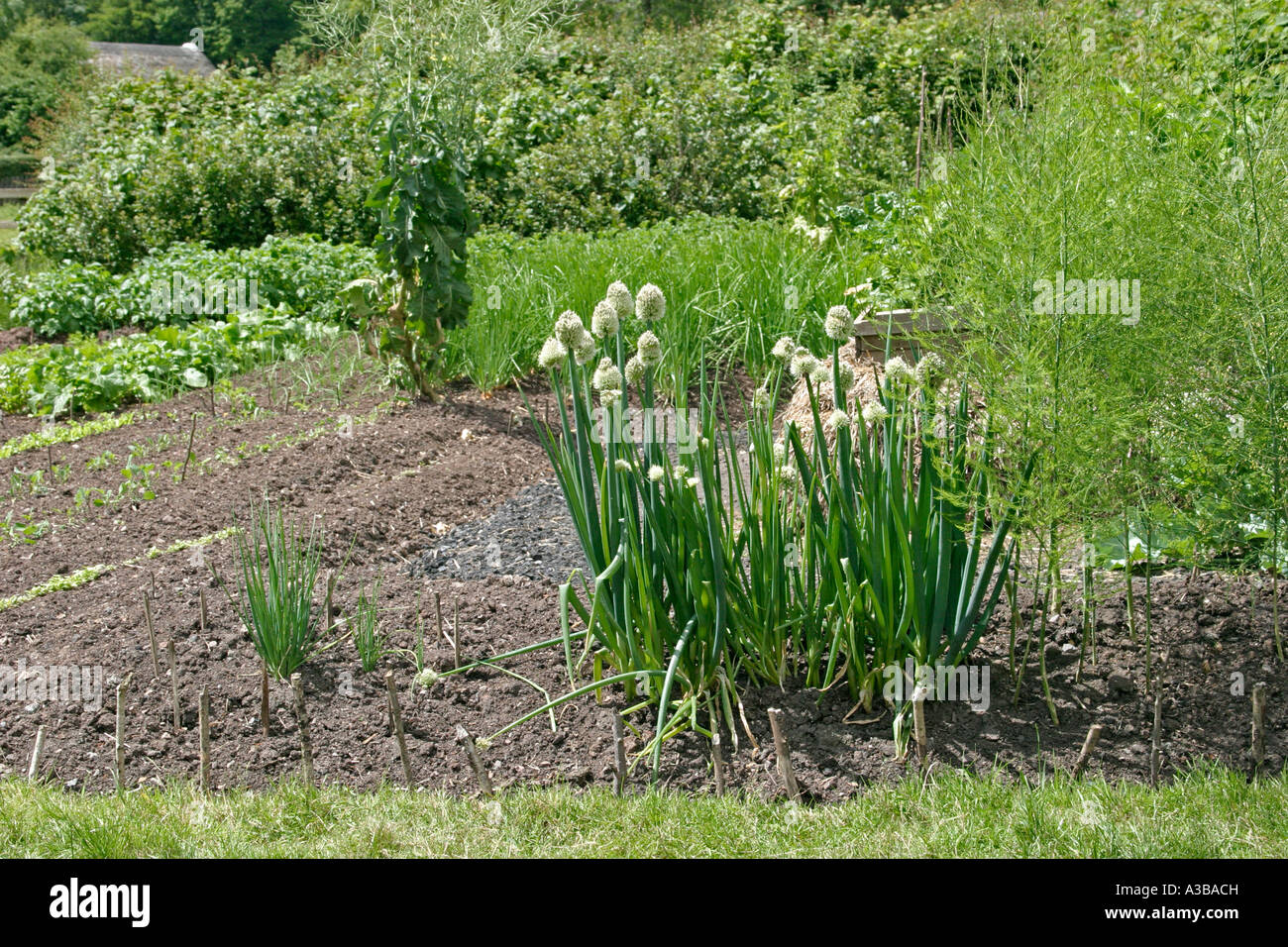Vegetable garden in early june Stock Photo - Alamy