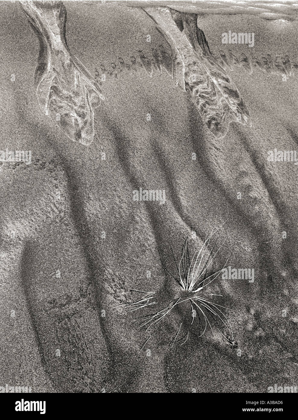 Colorless plant hi-res stock photography and images - Alamy