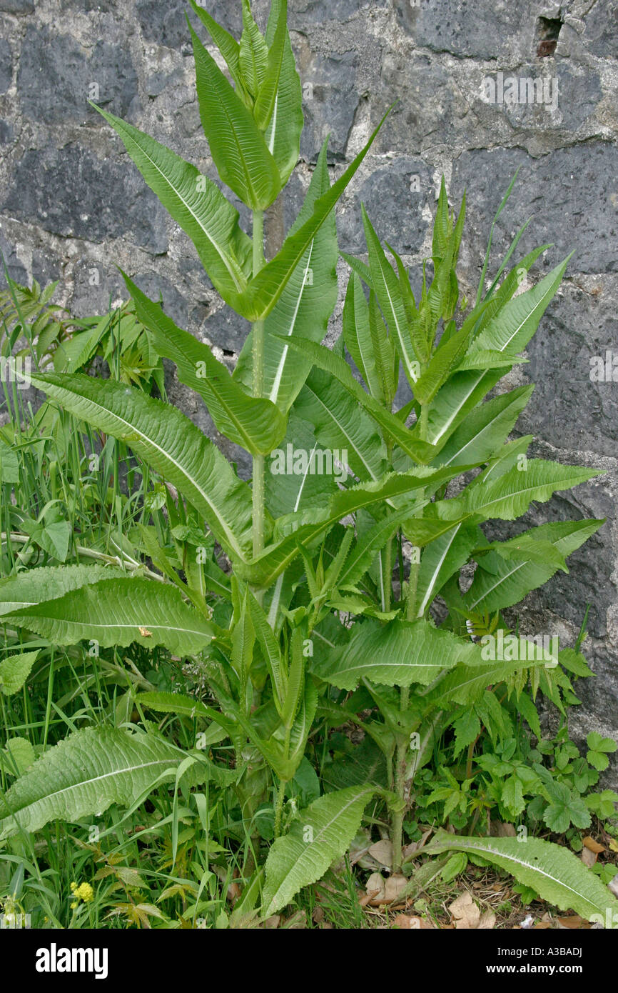Teasel growing against wall young plant Stock Photo - Alamy
