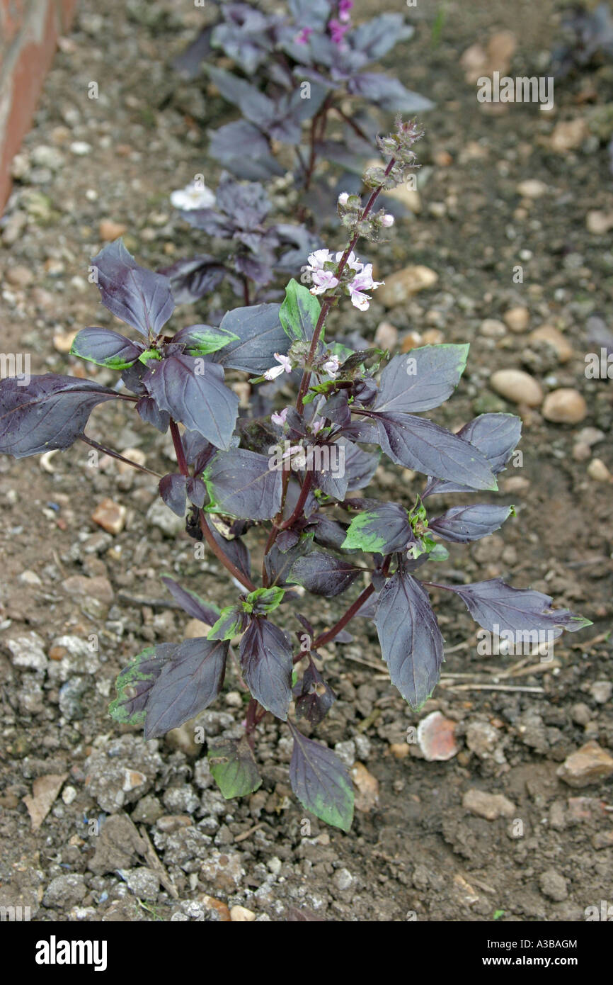 Red ruben basil hi-res stock photography and images - Alamy