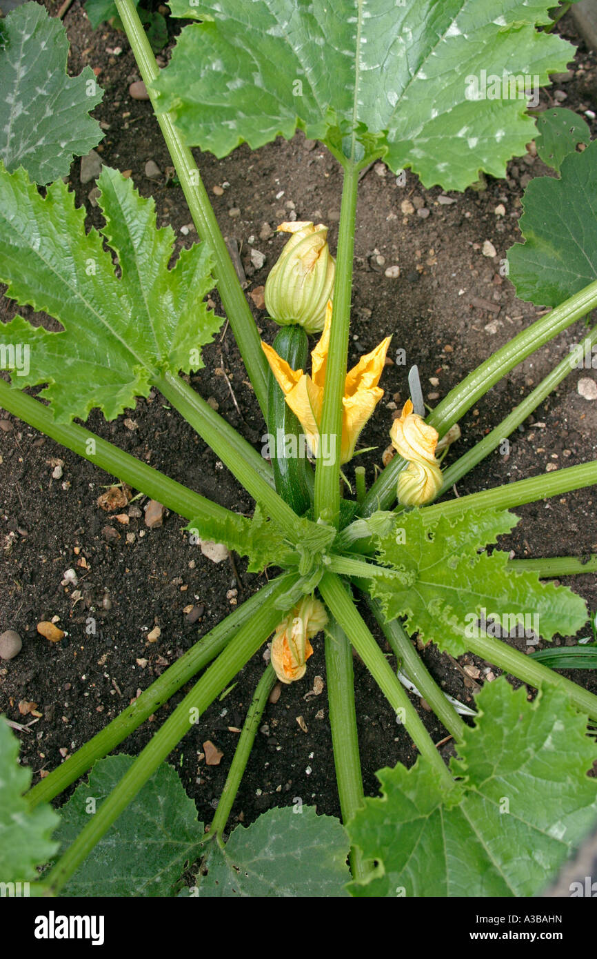 corgettes plant with first mature fruit Stock Photo - Alamy