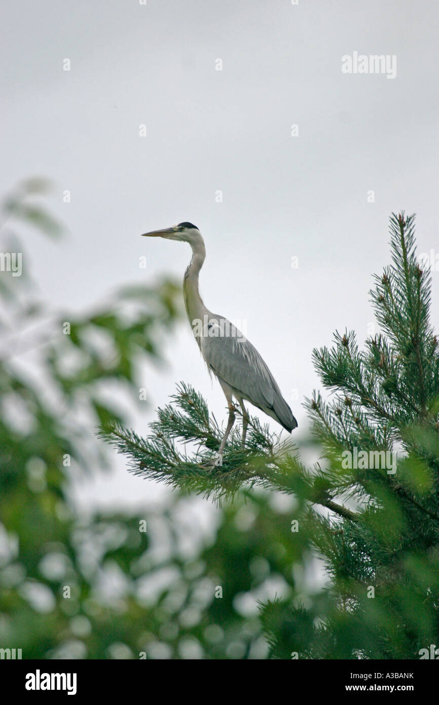 Heron Ardea cinerea in tree sv Stock Photo - Alamy