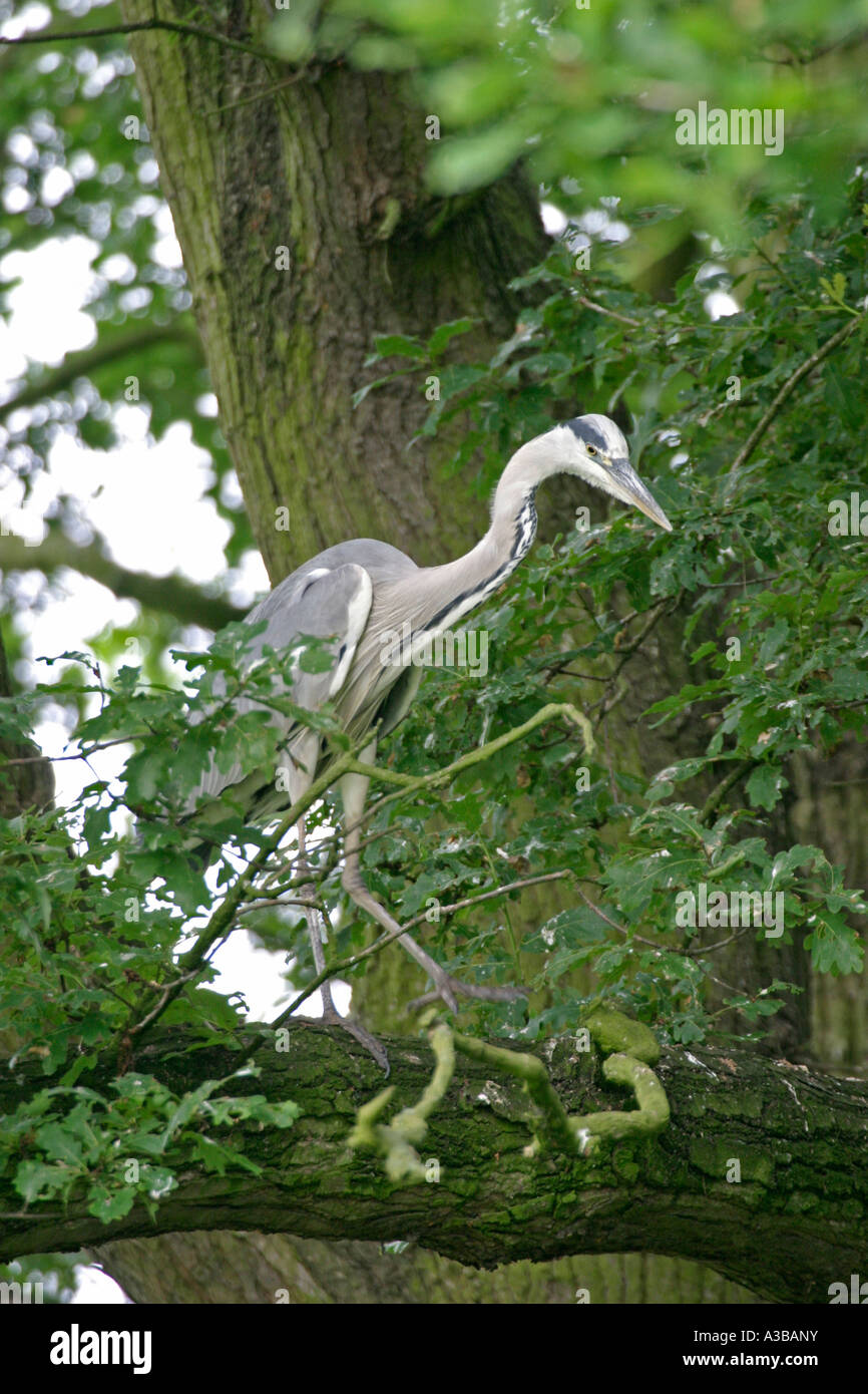 Heron Ardea cinerea walking along tree branch fv Stock Photo - Alamy