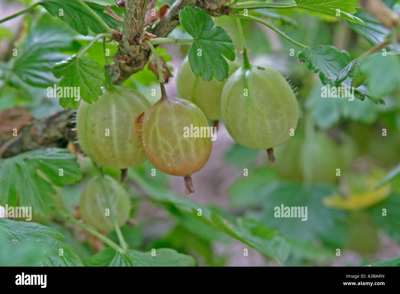Gooseberry invicta close up of fruit Stock Photo - Alamy
